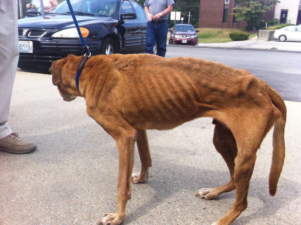 Moses the dog - Newport Buzz