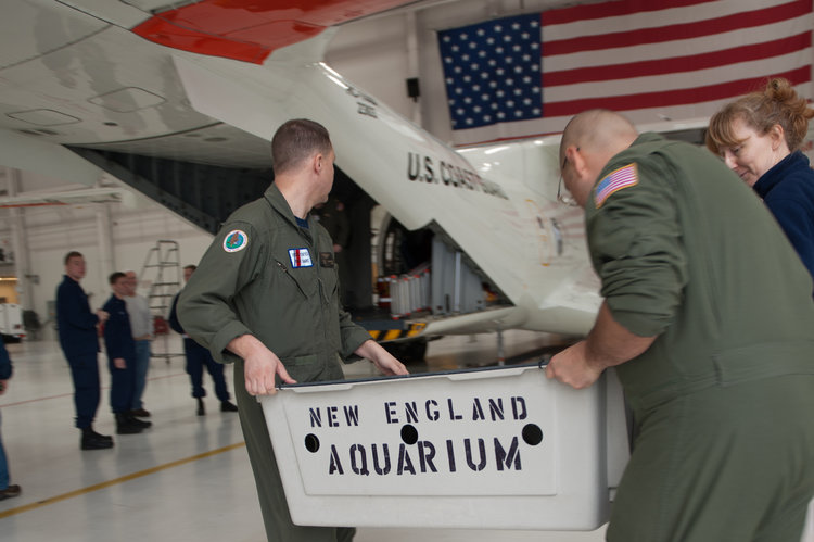 Coast Guard Air Station Cape Cod transports endangered sea turtles ...