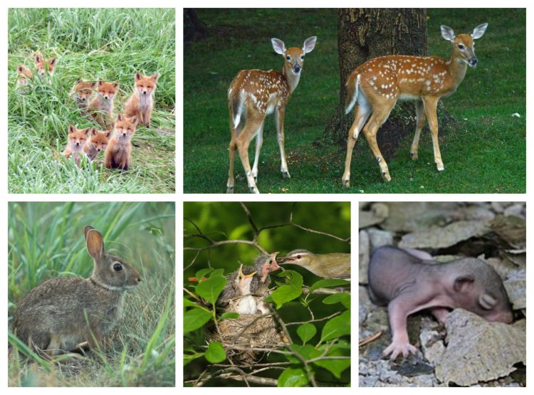 Baby critters rhode island - Newport Buzz