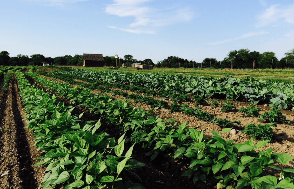 Community Invited To Tour Jamestown Community Farm - Newport Buzz