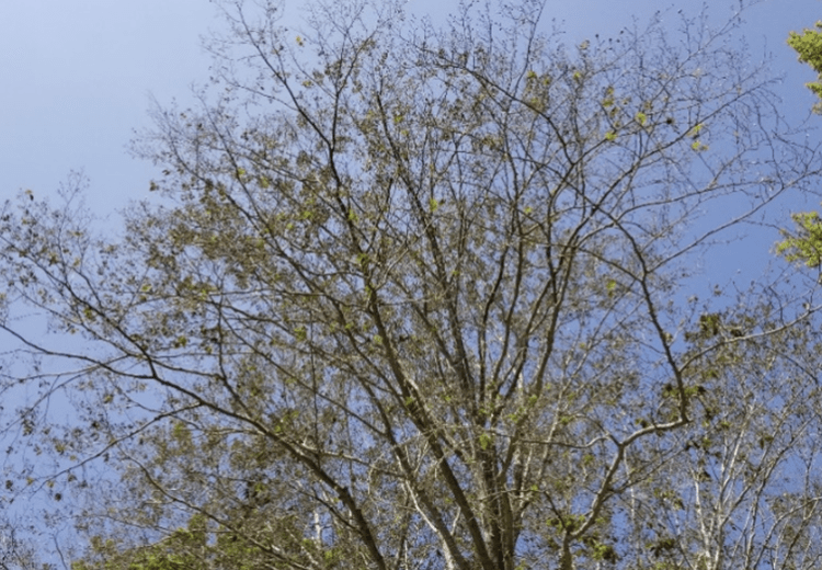 Beech Leaf Disease is Widespread in Rhode Island - Newport Buzz