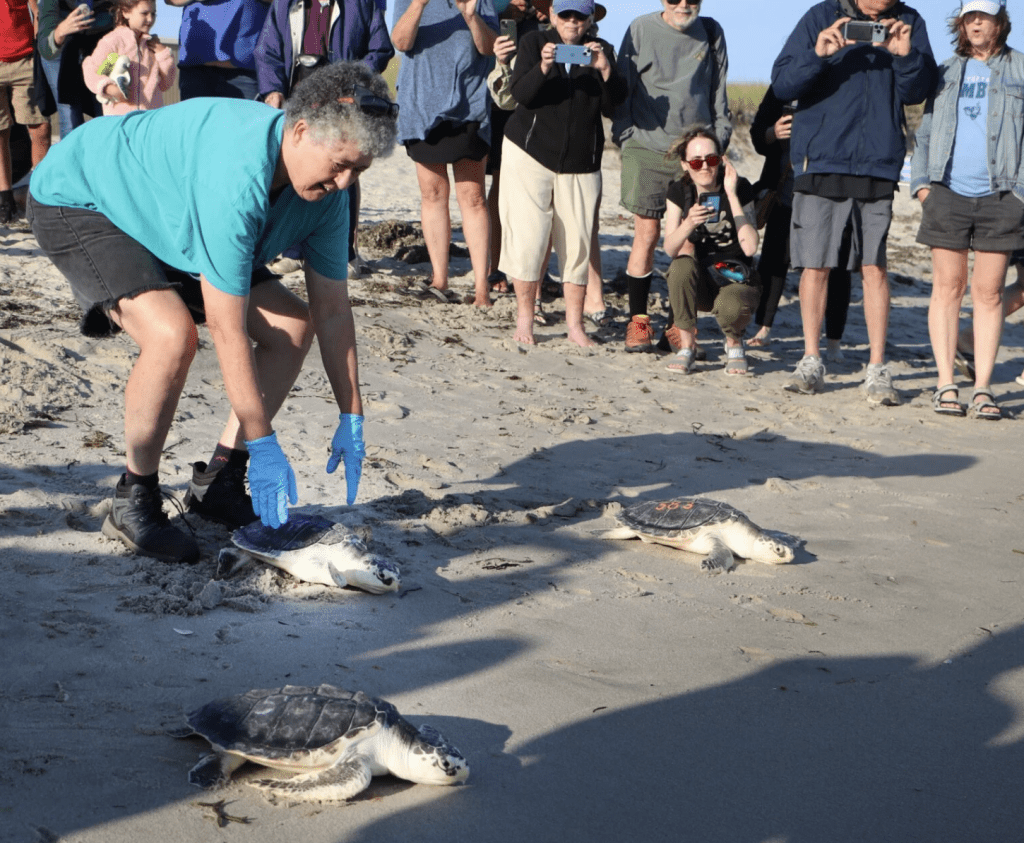 Three Endangered Sea Turtles Make Triumphant Return to Cape Cod Waters ...
