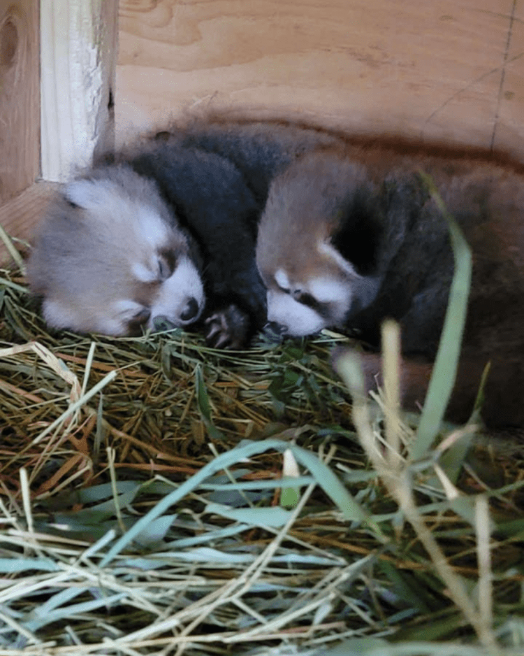 Roger Williams Park Zoo Twin Red Panda Kits - Newport Buzz