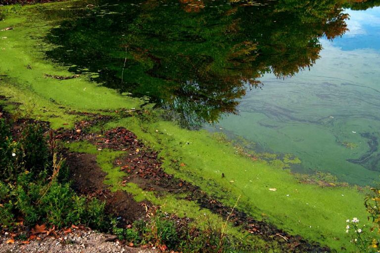 Health Advisory Issued for Almy Pond in Newport Due to Harmful Algae ...